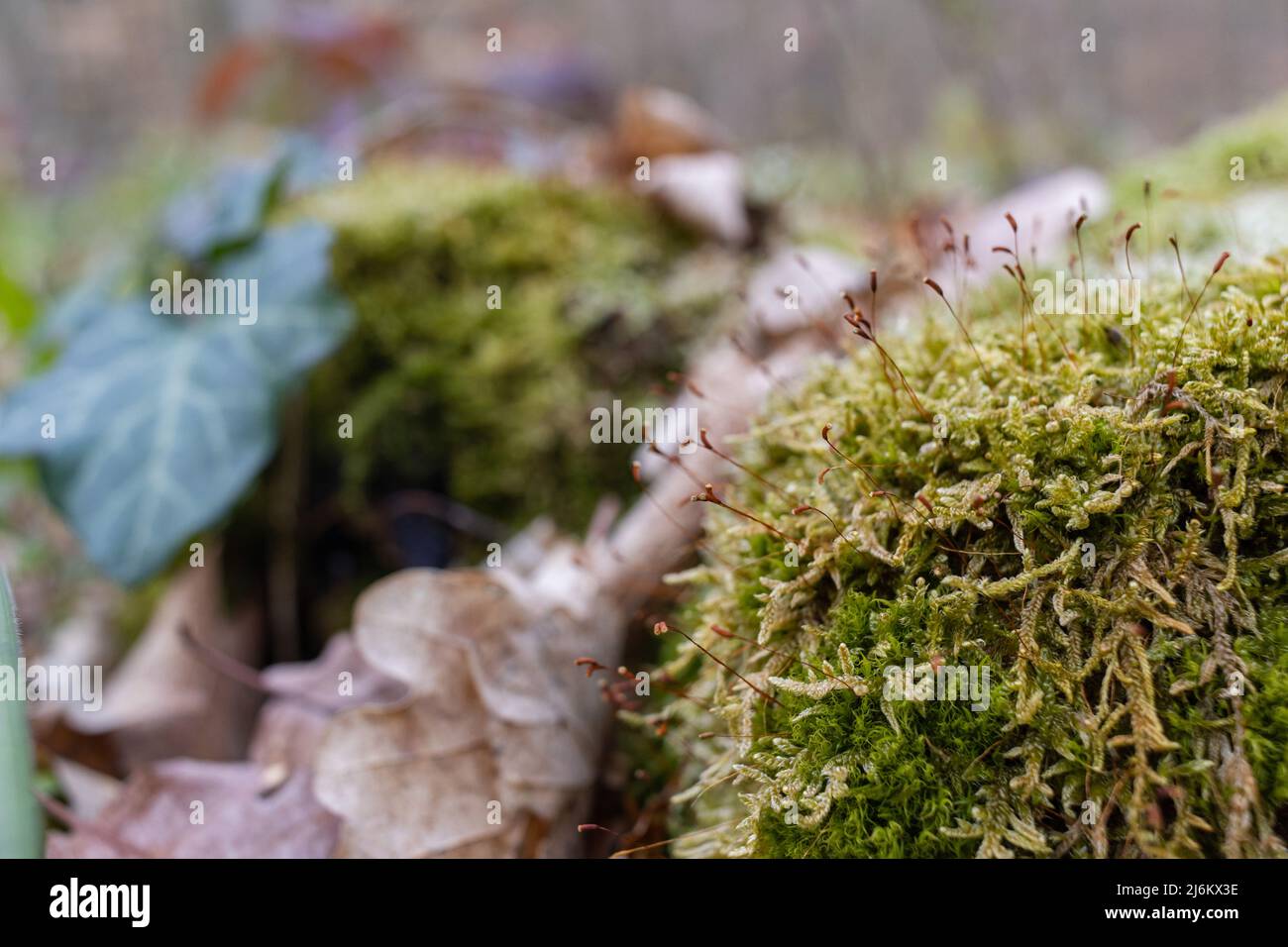 The stump is overgrown with moss. There are mushrooms growing on the ...
