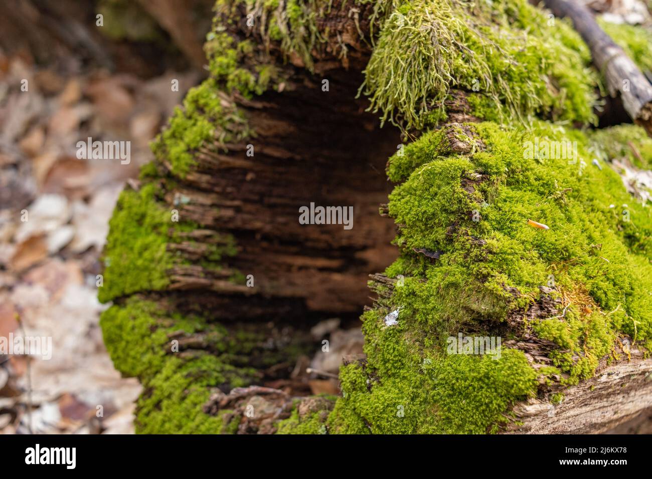 The stump is overgrown with moss. Close-up of a cutted mossy tree Stock ...