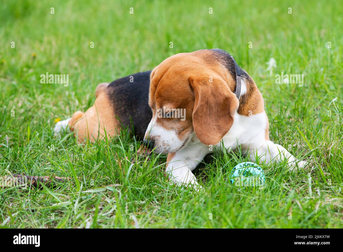 A young beagle lies on the green grass. Dog sniffing a stick Stock ...