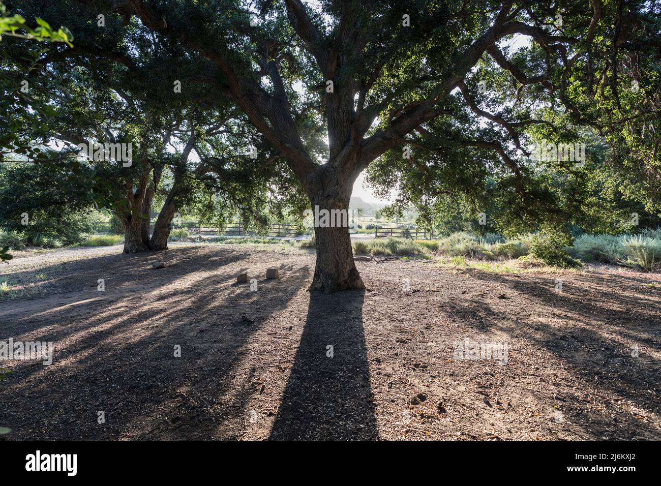 Large backlit oak trees at Chatsworth Park South in the San Fernando ...