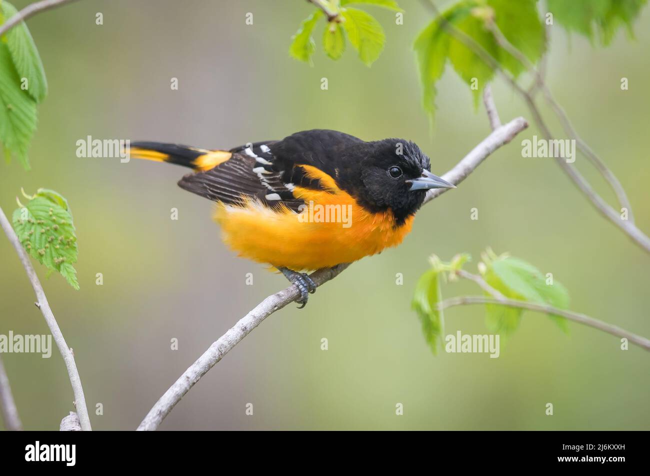 Male Baltimore Oriole perched on tree branch with green background ...
