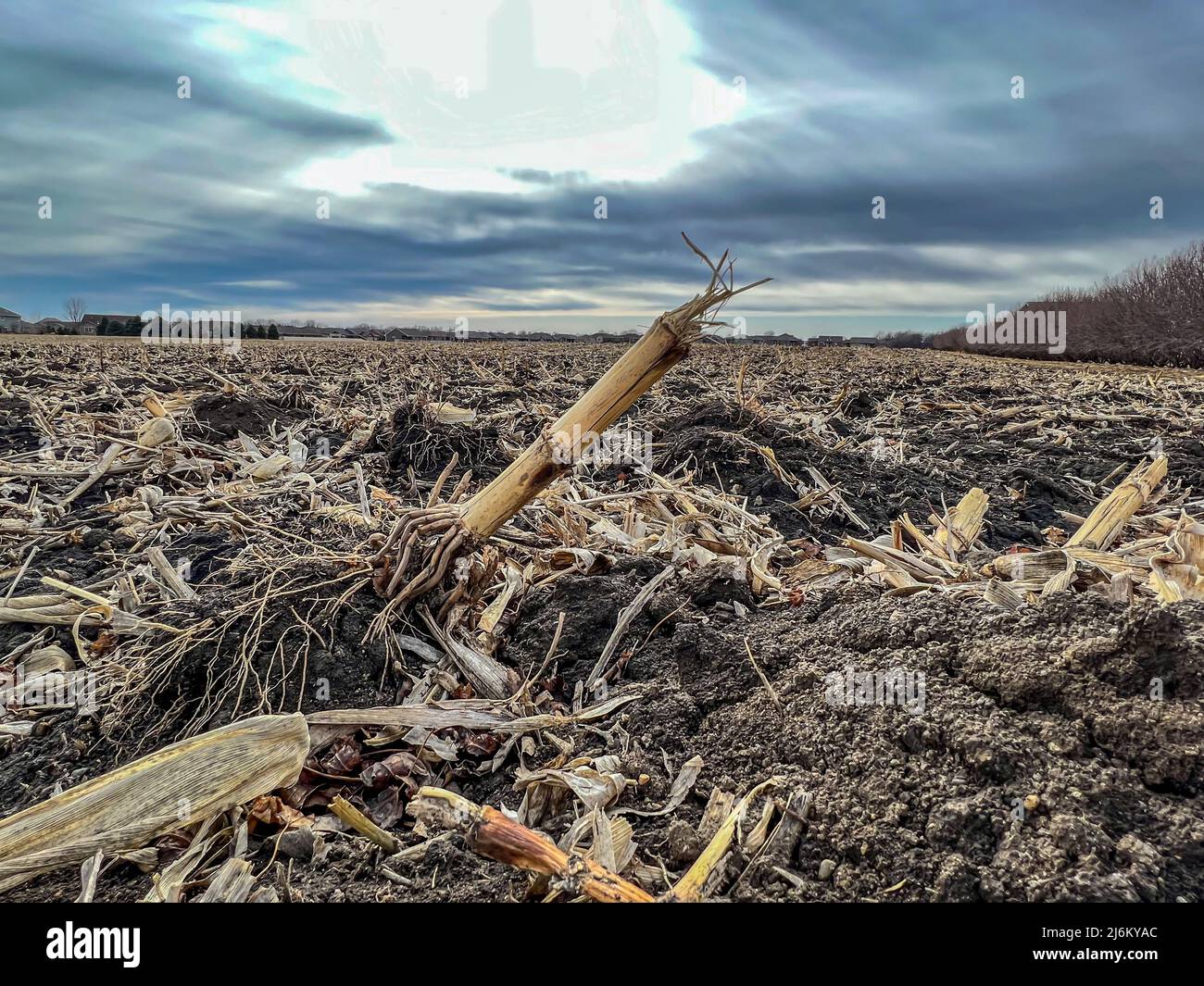 Corn field after harvest with strewn stover over disced soil Stock ...