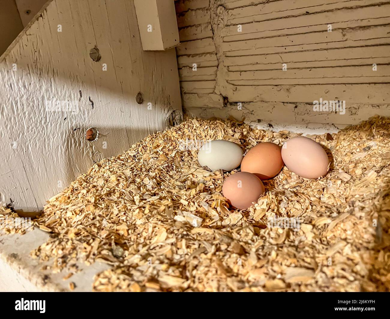 Grouping of fresh chicken eggs in a nesting area of a cage free coop ...