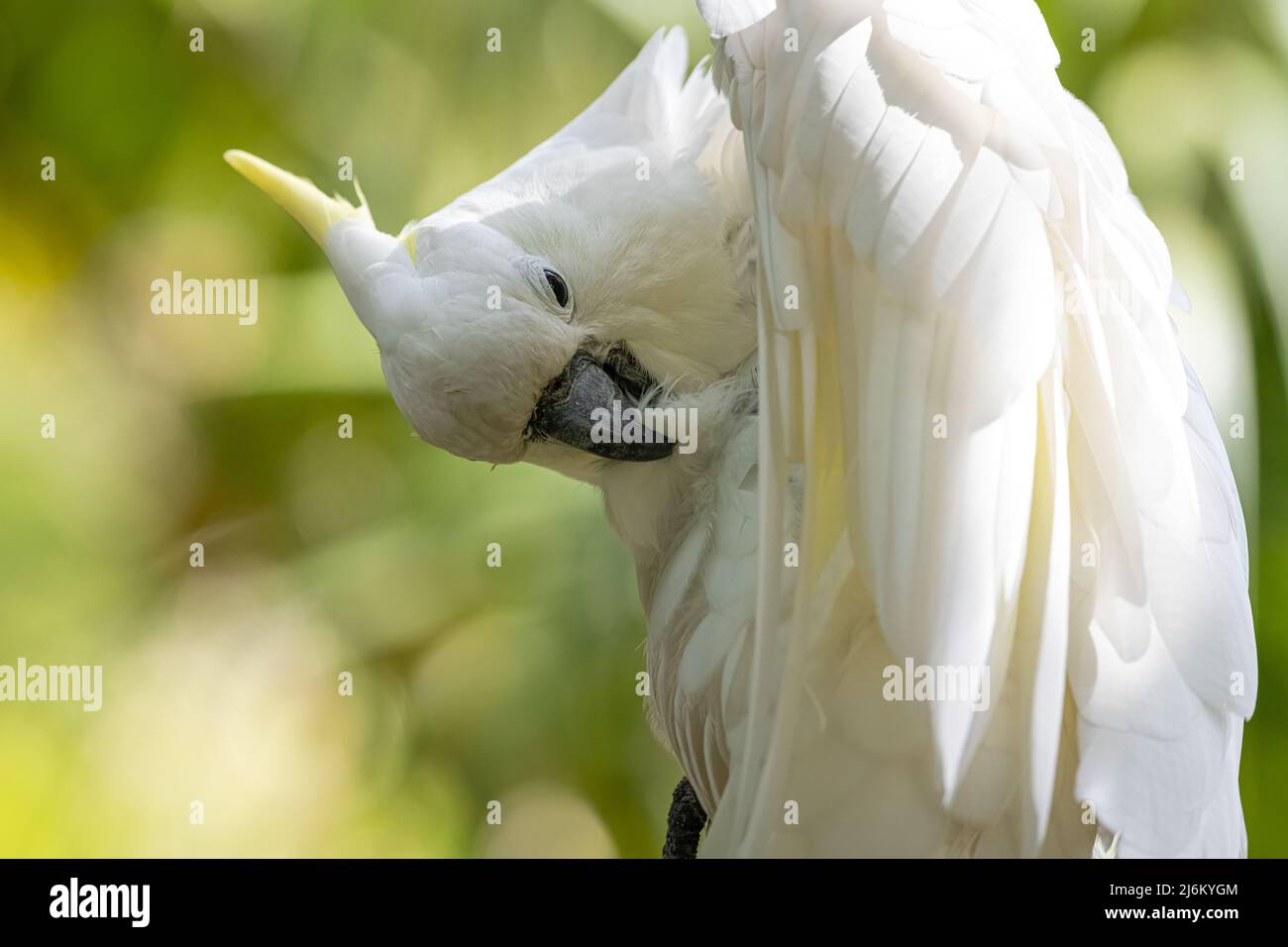 Sulfer crested cockatoo preening hi-res stock photography and images ...