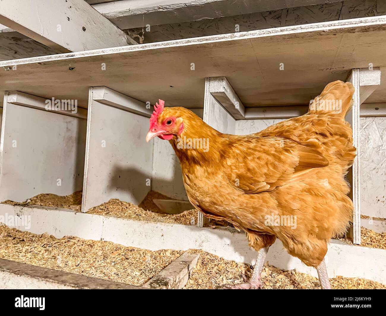 Layer chicken in a cage free coop for laying eggs Stock Photo - Alamy