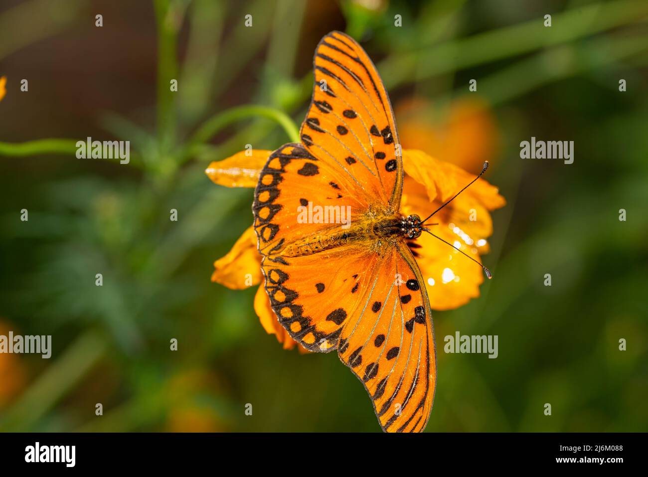 Vanessa Carye butterfly on a cosmos flower Stock Photo - Alamy