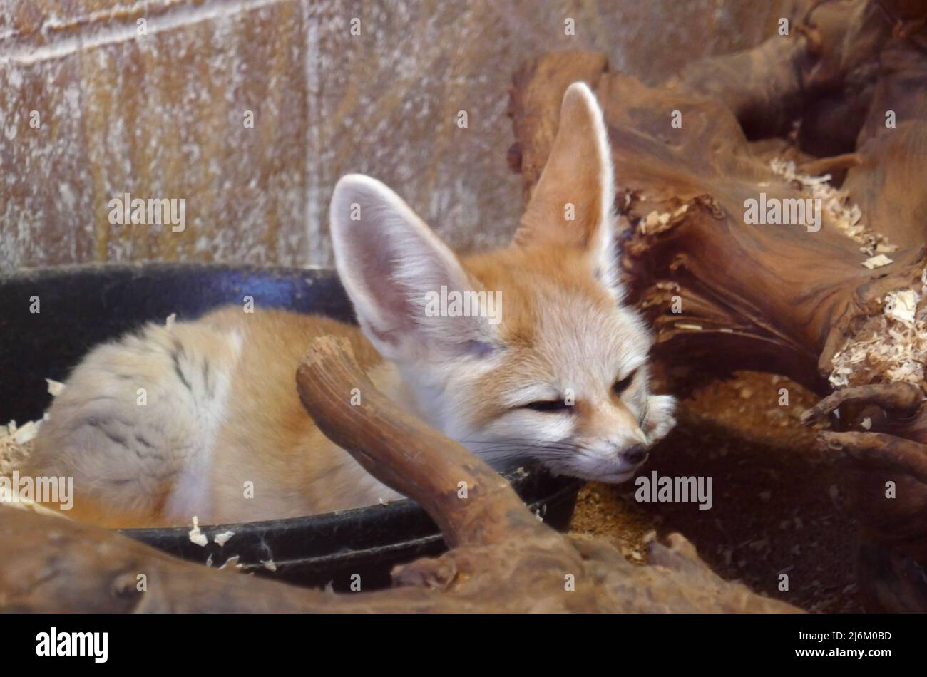 Los Angeles, California, USA 25th April 2022 A Fennec Fox sleeping at ...