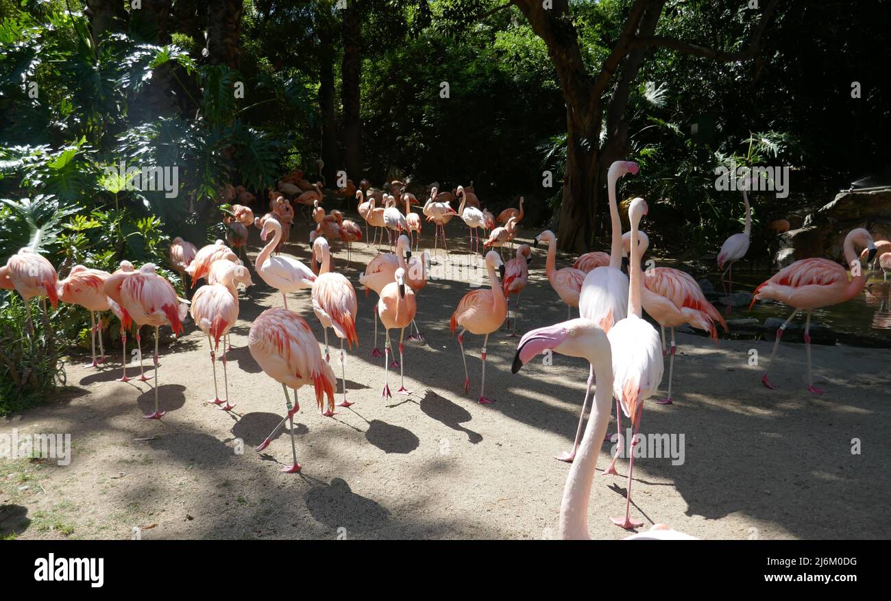 Los Angeles, California, USA 25th April 2022 Flamingos at the LA Zoo on ...