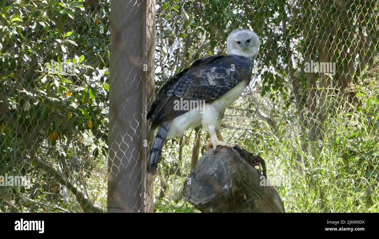Los Angeles, California, USA 25th April 2022 A Harpy Eagle in Aviary at ...