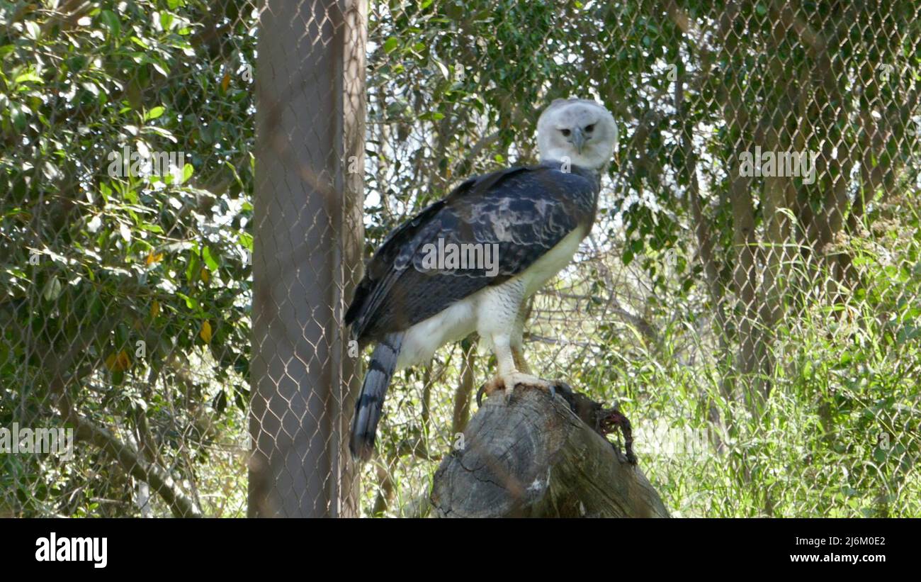 Los Angeles, California, USA 25th April 2022 A Harpy Eagle in Aviary at ...