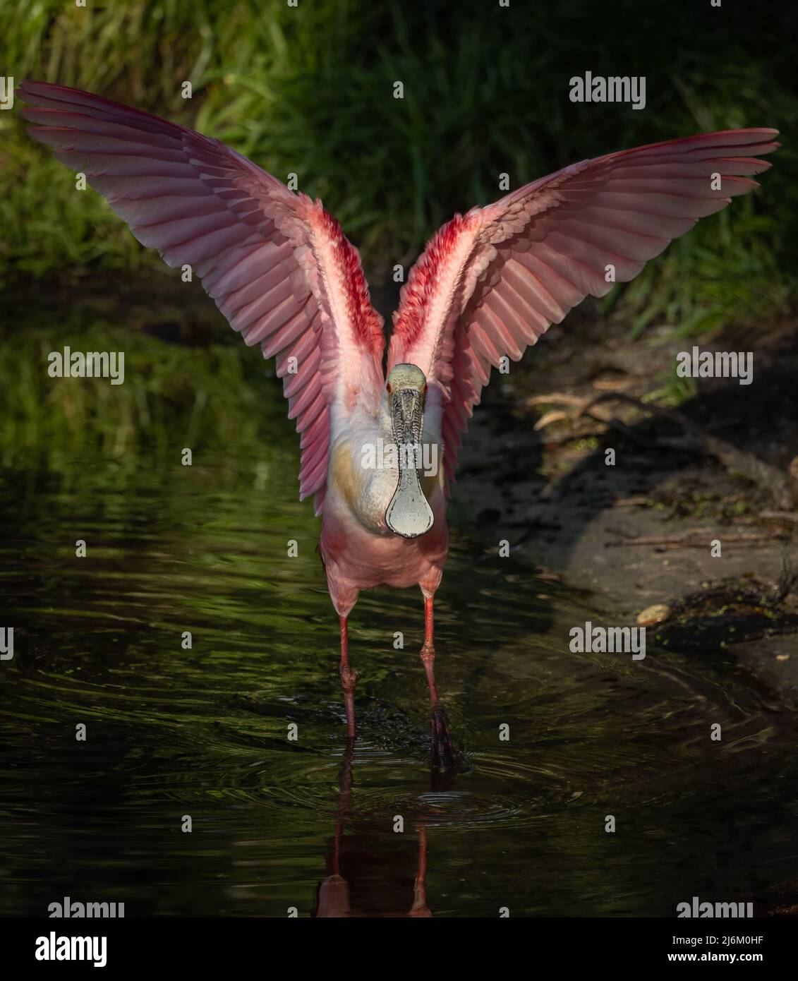 Roseate Spoonbill in Florida Stock Photo - Alamy