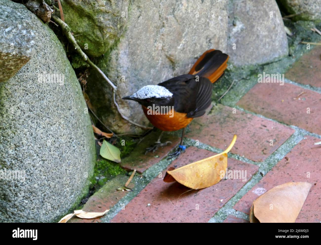 Los Angeles, California, USA 25th April 2022 A white-crowned Robin Chat ...