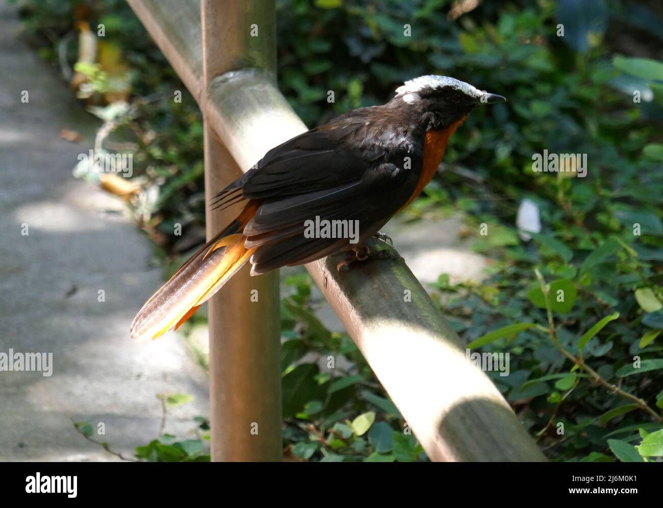 Los Angeles, California, USA 25th April 2022 A white-crowned Robin Chat ...