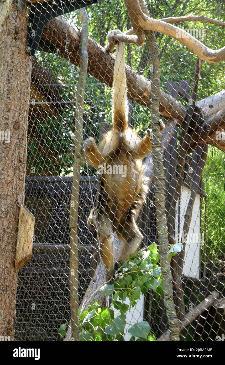 Los Angeles, California, USA 25th April 2022 Black Howler Monkey in ...