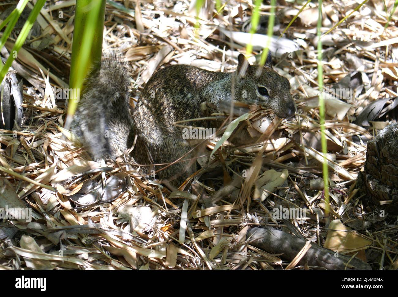 Los Angeles, California, USA 25th April 2022 A Ground Squirrel at the ...