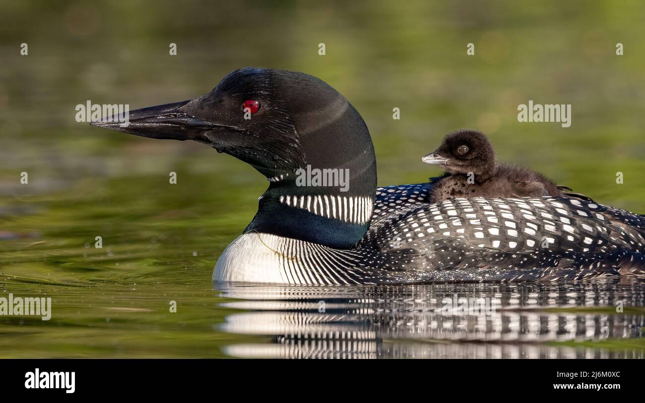 Common Loon and Chick in Maine Stock Photo - Alamy