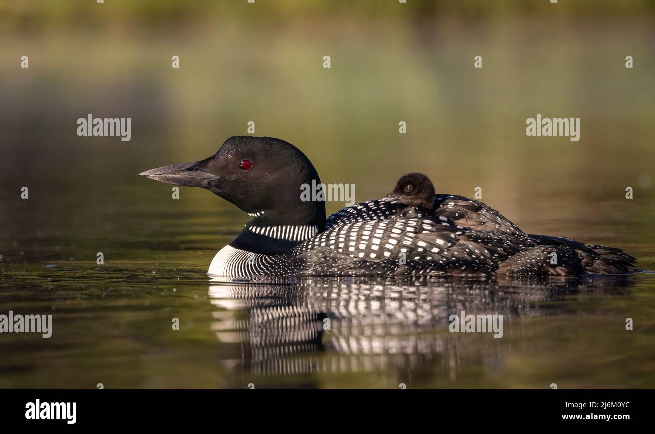 Common Loon and Chick in Maine Stock Photo - Alamy
