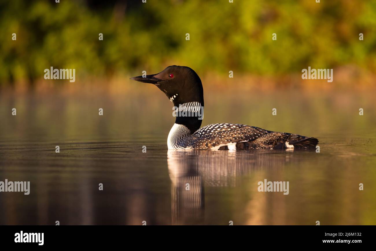 Common Loon and Chick in Maine Stock Photo - Alamy
