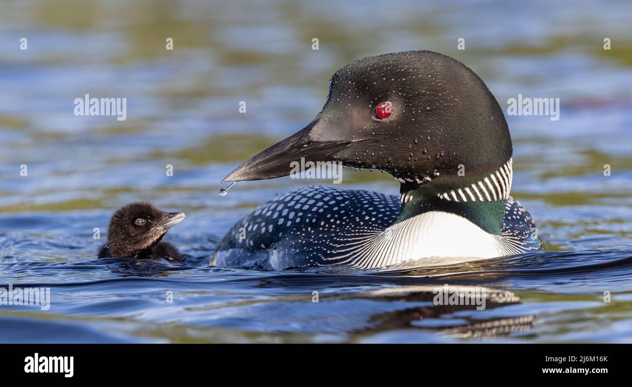 Common Loon and Chick in Maine Stock Photo - Alamy