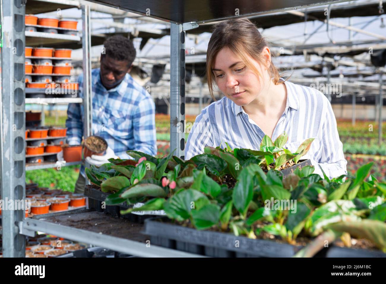 Portrait of a female worker with plants in greenhouse Stock Photo - Alamy