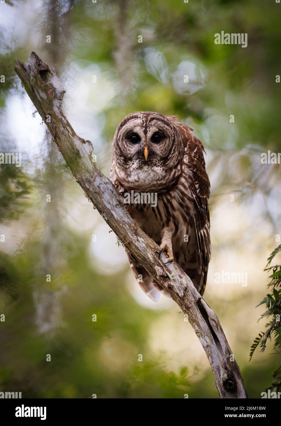 Barred owl in southern Florida Stock Photo - Alamy