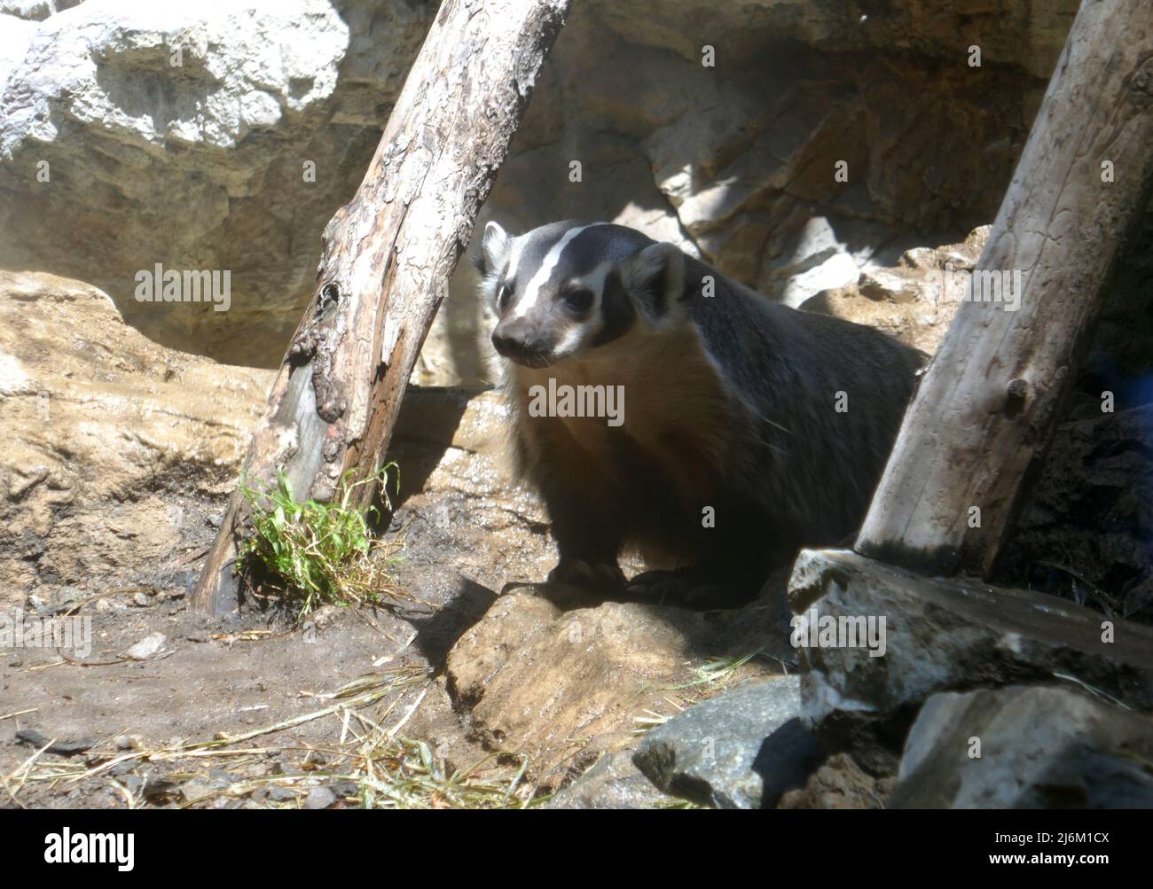 Los Angeles, California, USA 25th April 2022 An American Badger at the ...