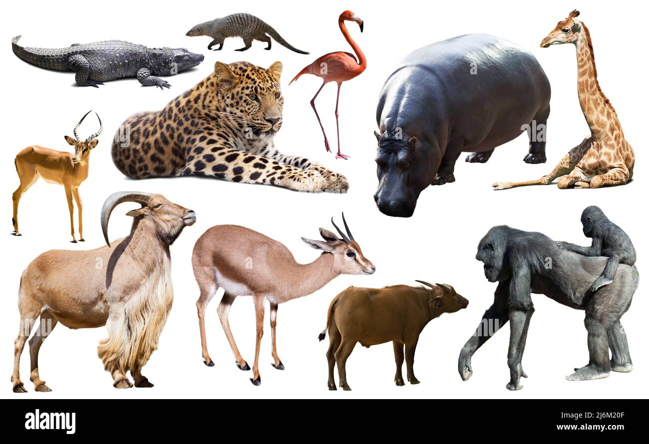 Collage with African mammals and birds Stock Photo - Alamy