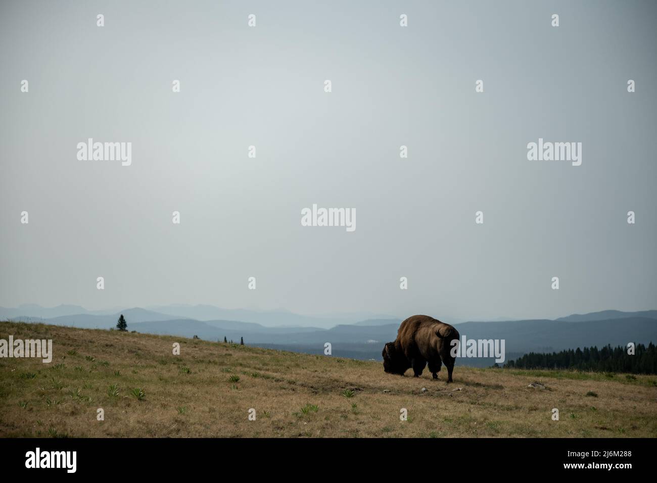 Male Bison Grazes Alone On Ridge Stock Photo - Alamy