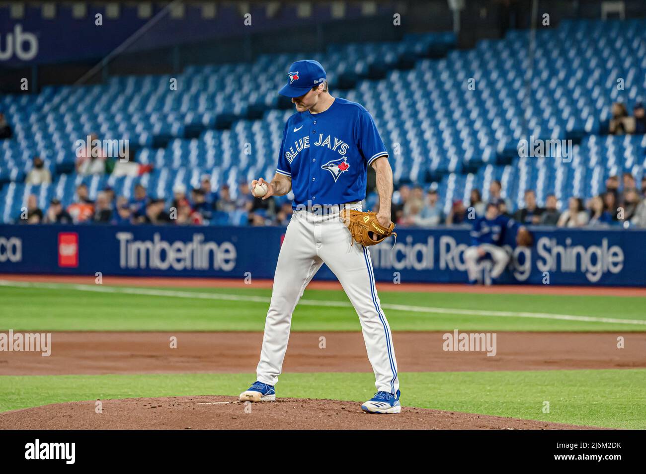 Ross stripling (blue jays) hi-res stock photography and images - Alamy