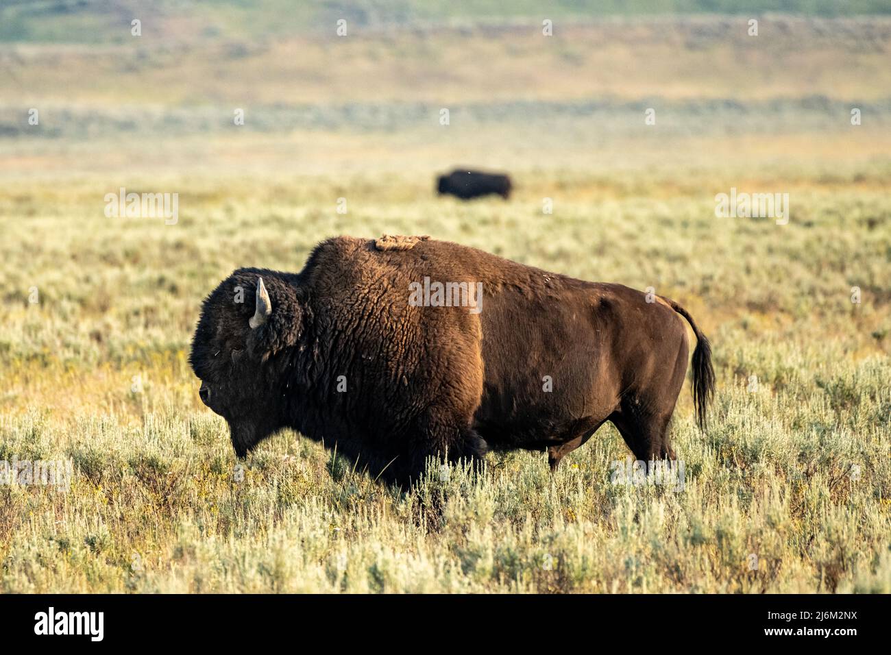 Profile of Male Bison With Another Bison In the Distance in Yellowtone ...