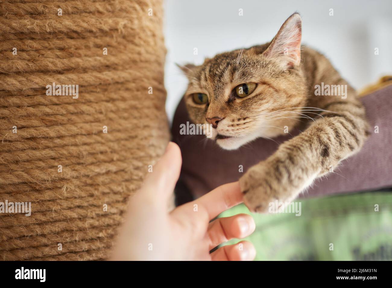 Cat scratching a cat tree looking excited Stock Photo - Alamy