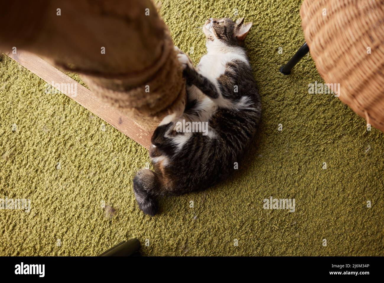 Cat scratching a cat tree looking excited Stock Photo - Alamy