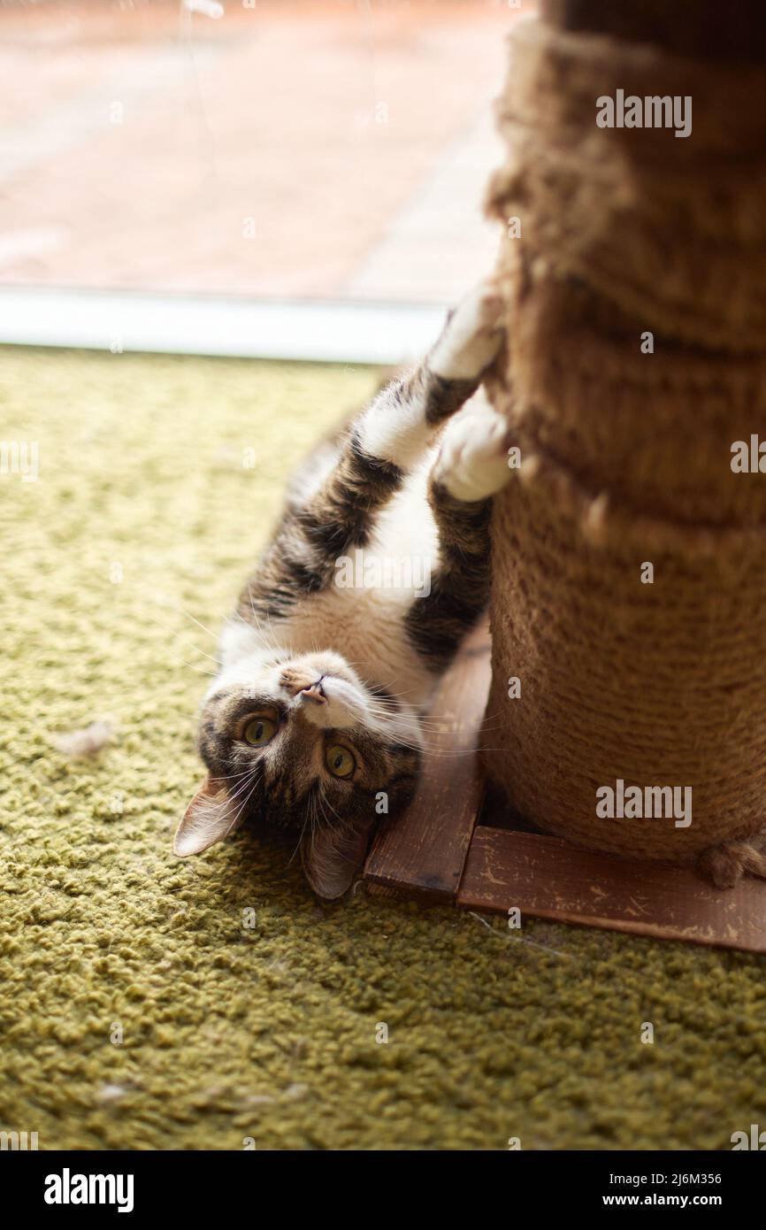 Cat scratching a cat tree looking excited Stock Photo - Alamy