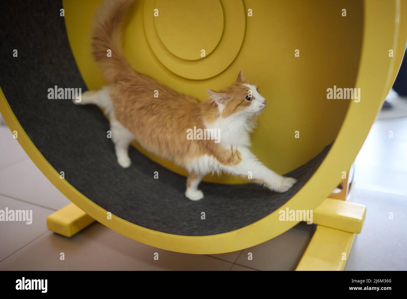 Smoky cat running on exercise wheel. training apparatus Stock Photo - Alamy