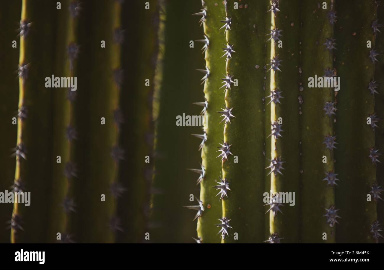 Close up cactus backdround, cacti or cactaceae pattern Stock Photo - Alamy