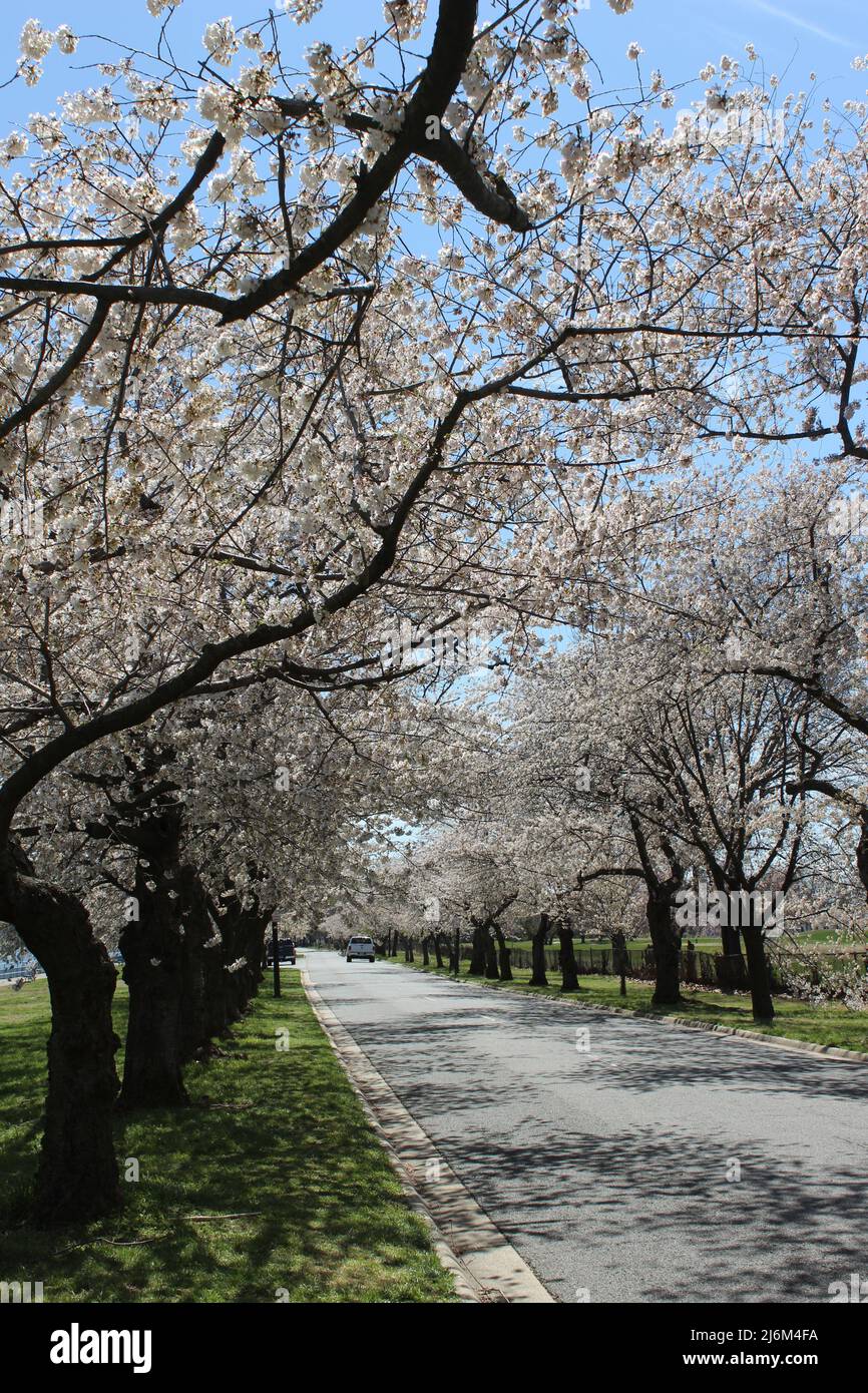Beautiful Vertical Pink Cherry Blossoms Trees Washington DC Stock Photo ...