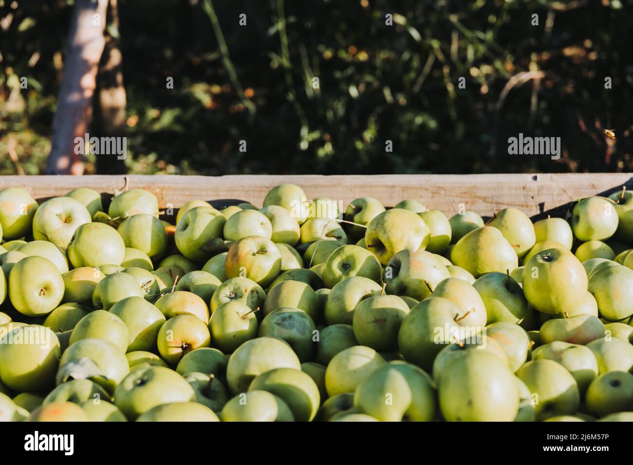 Close up of wooden apple bins full of green picked apples Stock Photo ...