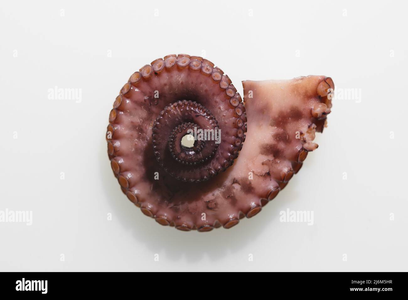 Octopus leg with tentacles and suckers. Cooking. Cooking seafood dishes ...