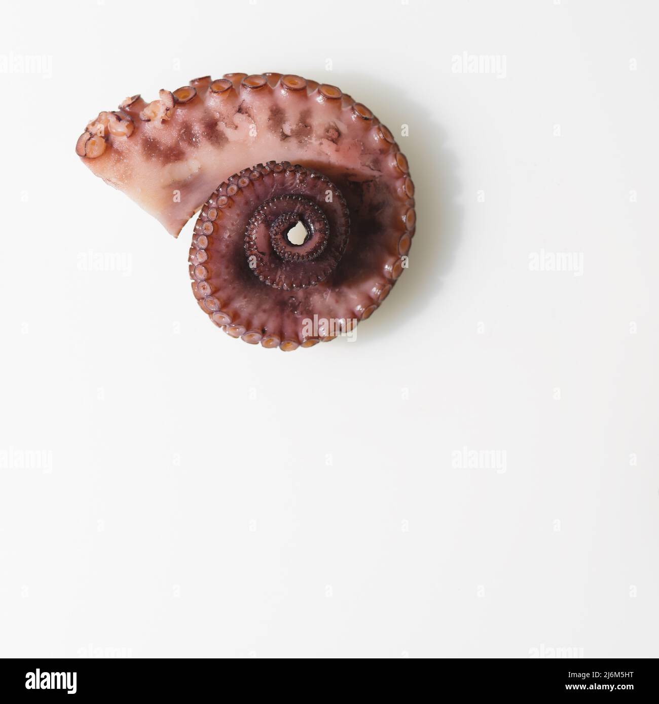 A twisted octopus leg on a white background. Minimalism. There is free ...