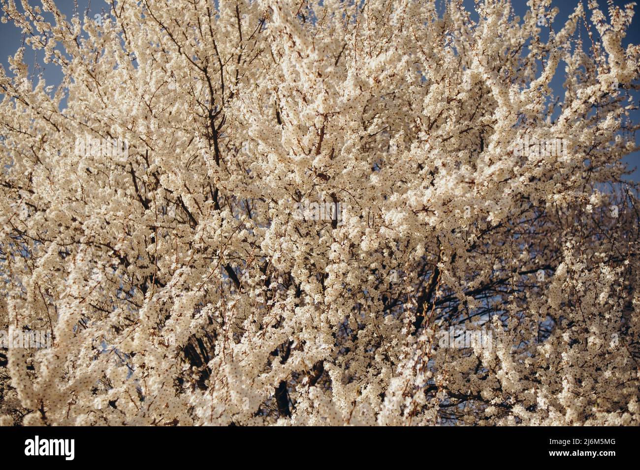 Fully flowering tree in the green field in spring and blue sky Stock ...