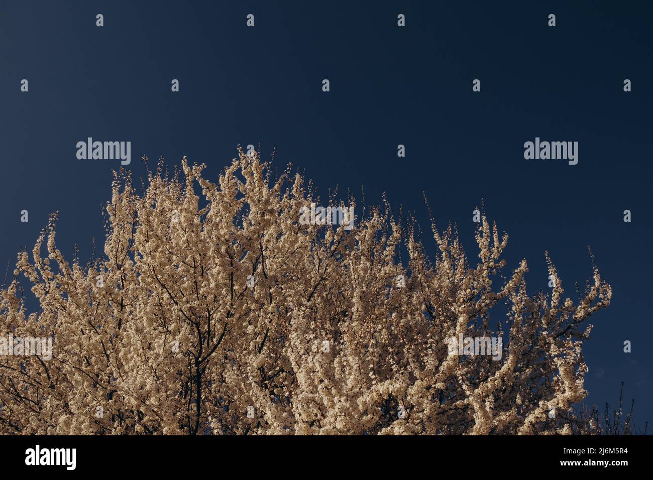 Fully flowering tree in the green field in spring and blue sky Stock ...