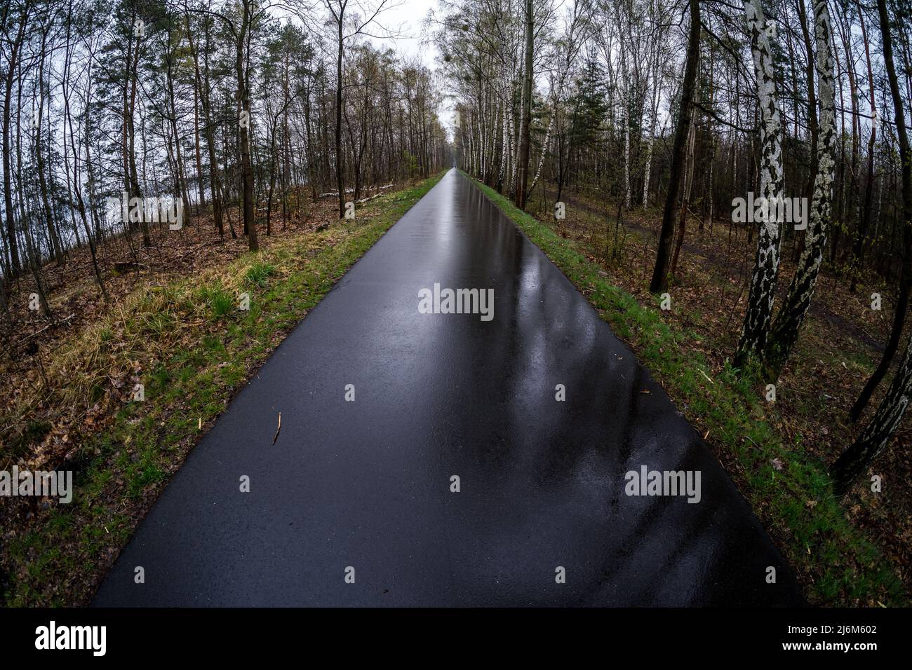 Asphalt pedestrian road in the forest park area Stock Photo - Alamy