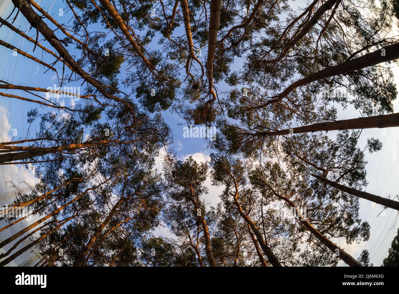 Crowns tall pine trees hi-res stock photography and images - Alamy