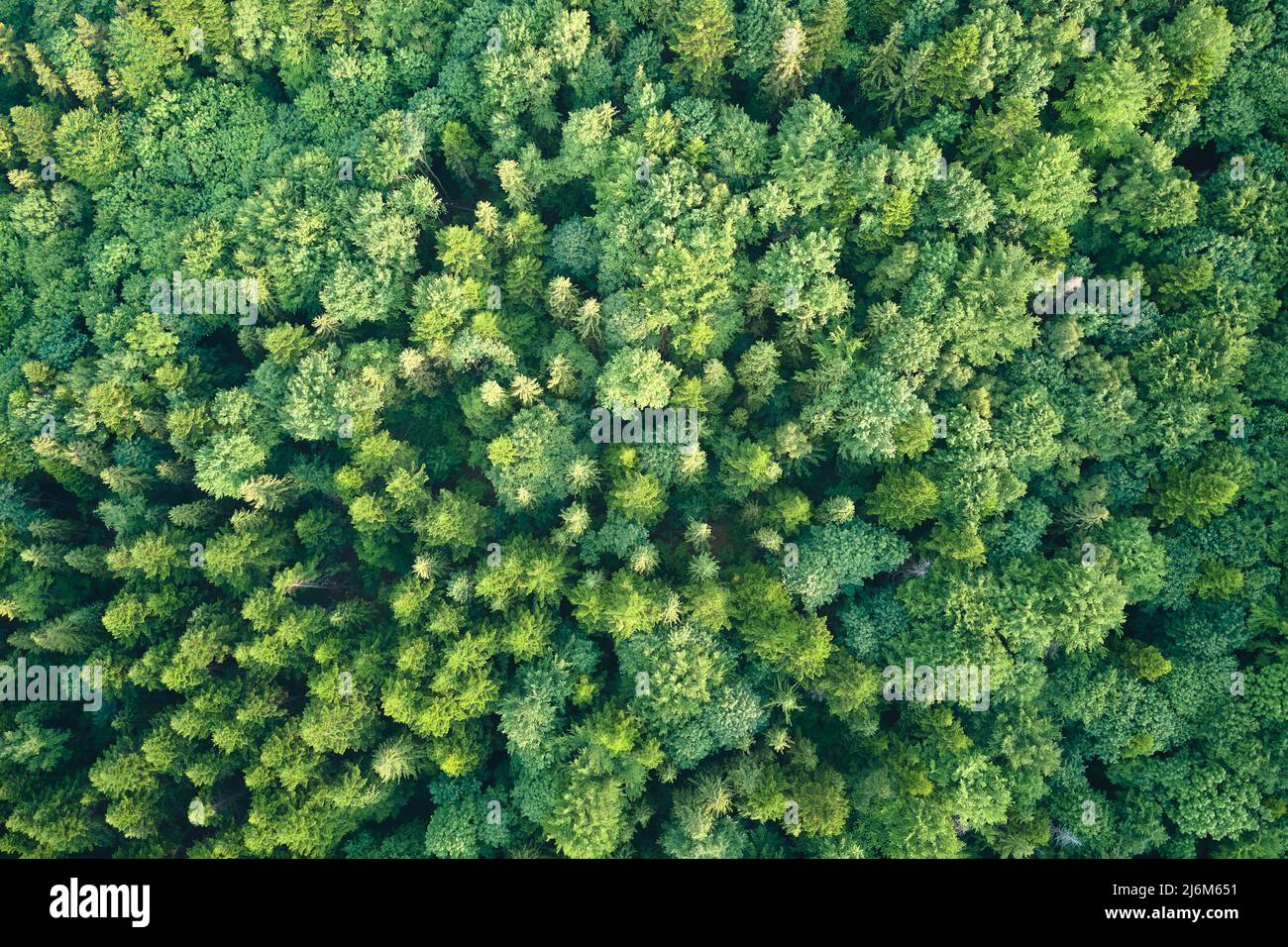 Aerial view of green pine forest with dark spruce trees. Nothern ...