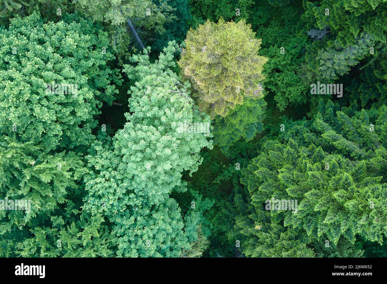 Aerial view of green pine forest with dark spruce trees. Nothern ...