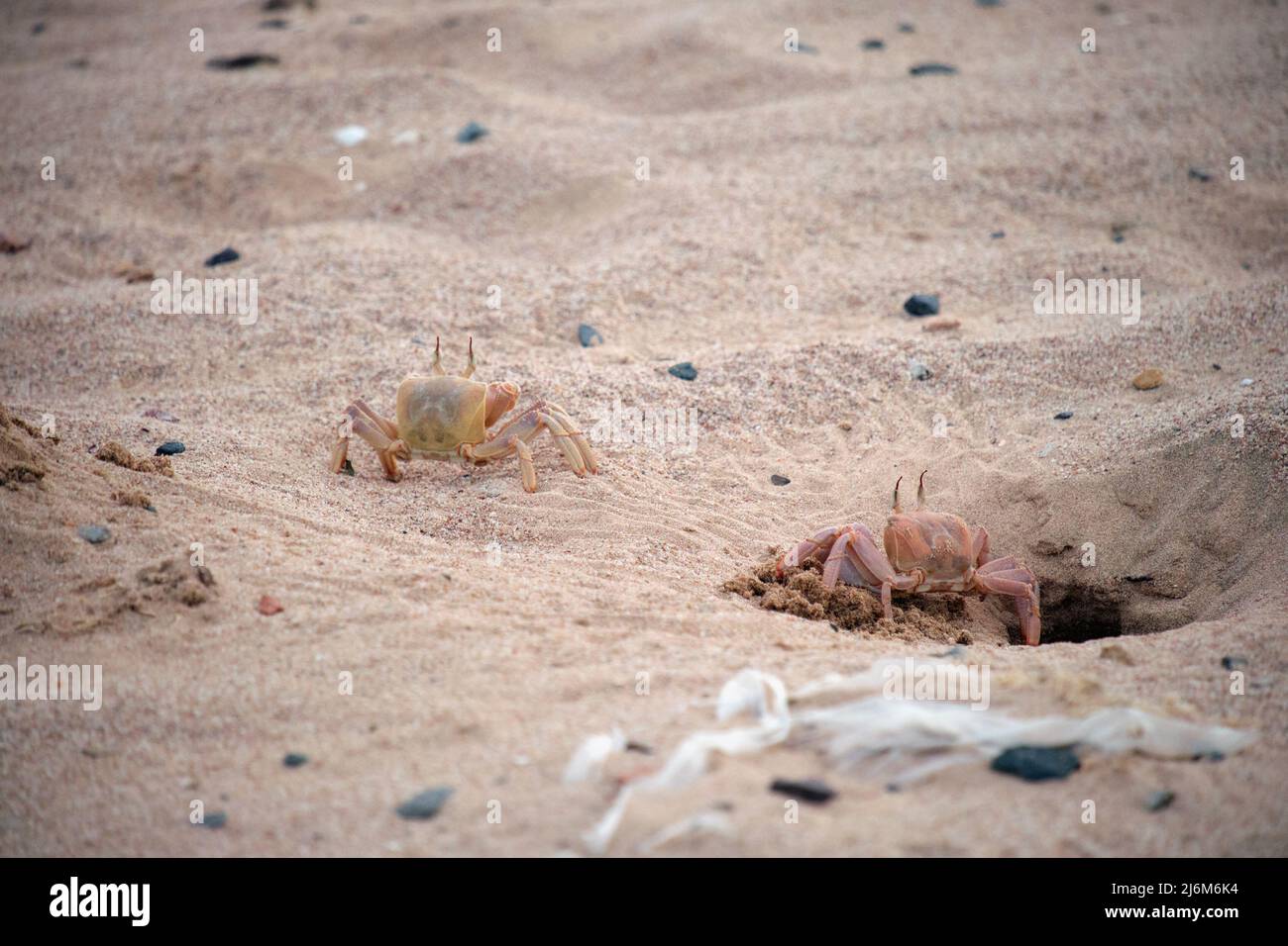 Close up of wild crab hiding in sand hole on sea beach Stock Photo - Alamy