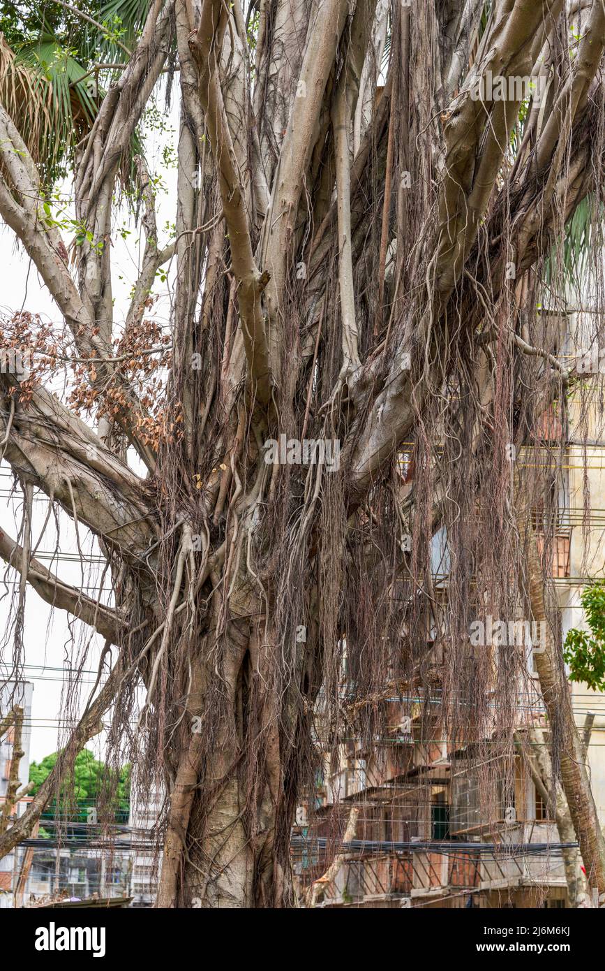 Stump and aerial roots of an ancient giant banyan tree Stock Photo - Alamy