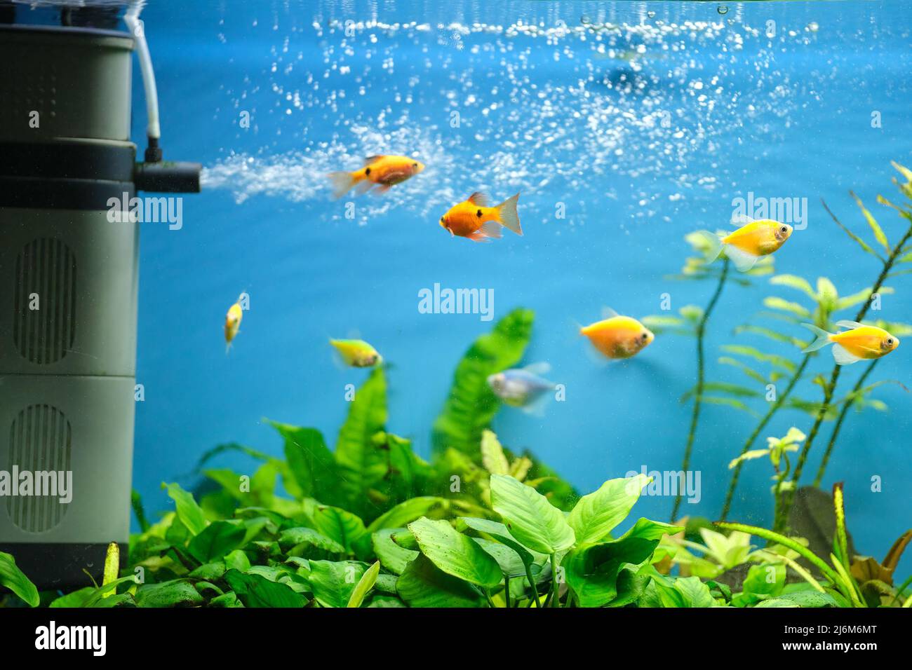 Colorful exotic fish swimming in deep blue water aquarium with green ...