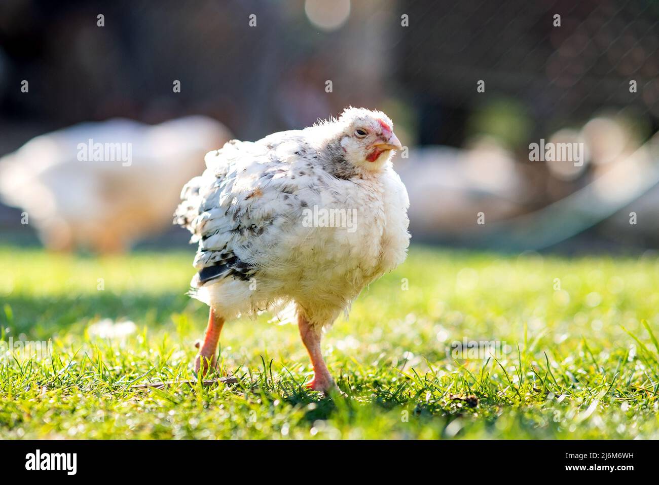 Hen feed on traditional rural barnyard. Close up of chicken standing on ...