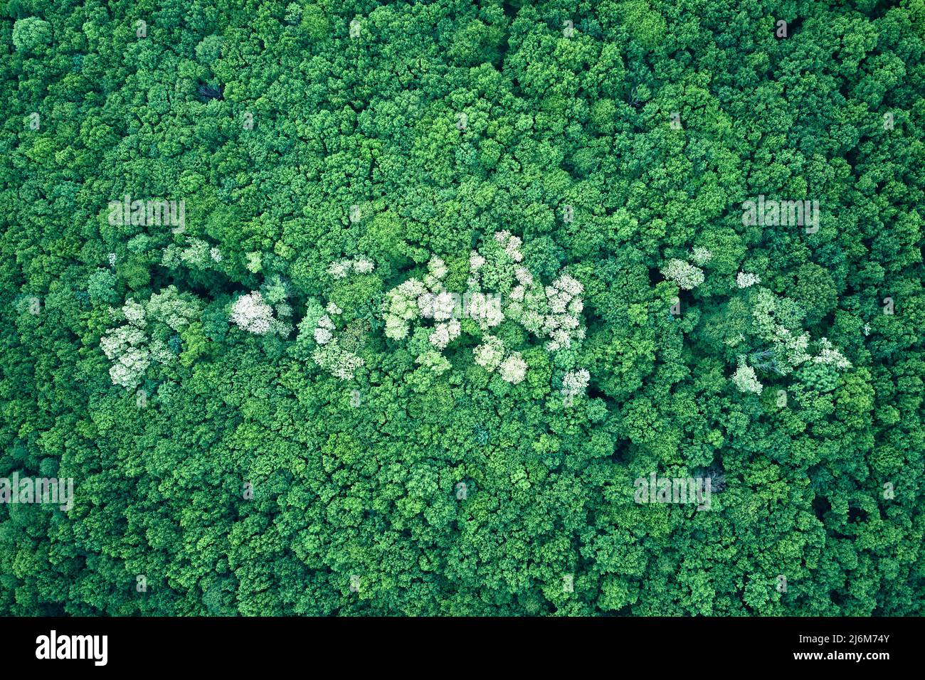 Rainforest canopies hi-res stock photography and images - Alamy